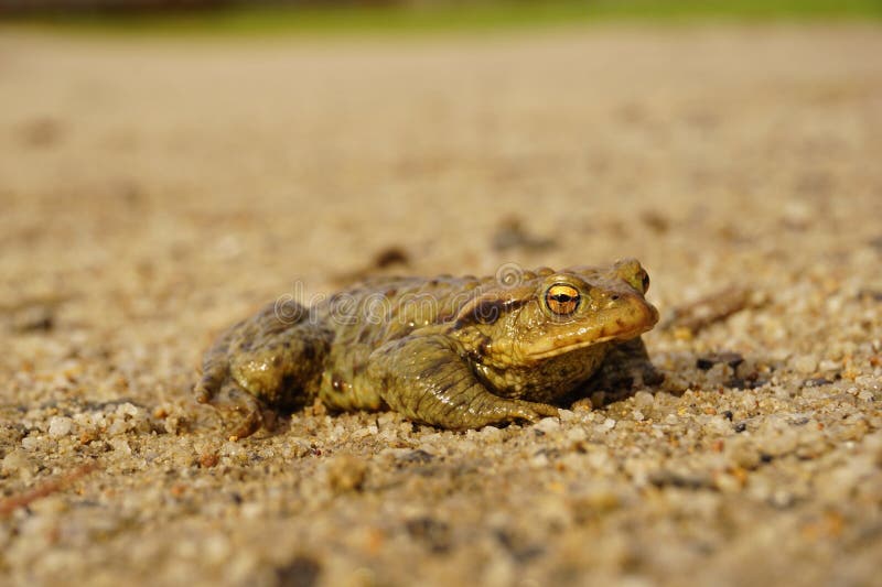Common Toad on Sand. Toad on Sand. Stock Photo - Image of toadonsand ...