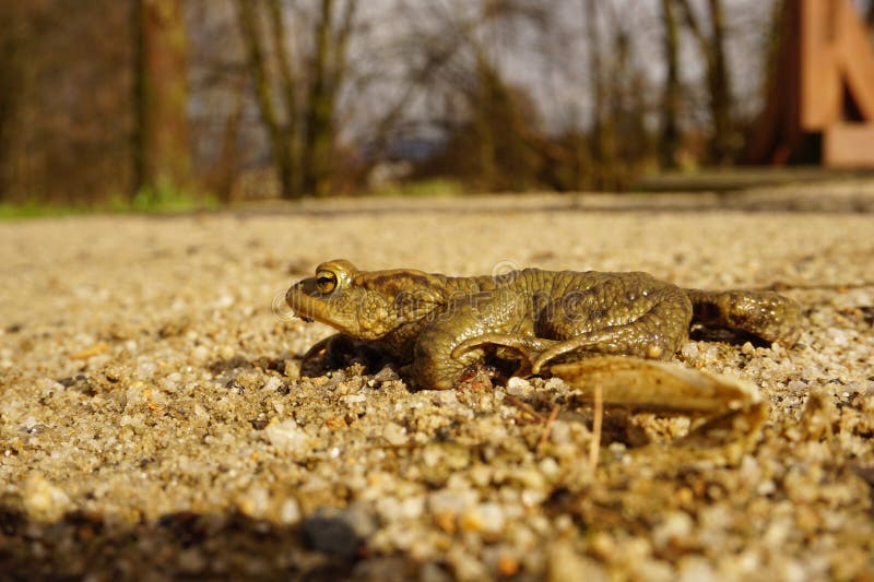 Common Toad on Sand. Toad on Sand. Stock Photo - Image of toad ...
