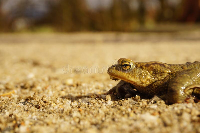 Common Toad on Sand. Toad on Sand. Stock Photo - Image of common, toad ...