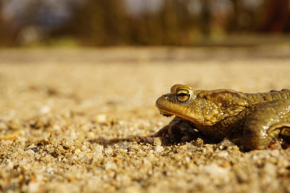 Common Toad on Sand. Toad on Sand. Stock Photo - Image of common, toad ...