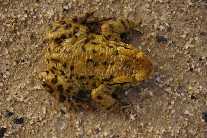 Common Toad on a Dirt, Sandy Place. Stock Photo - Image of toad, grass ...