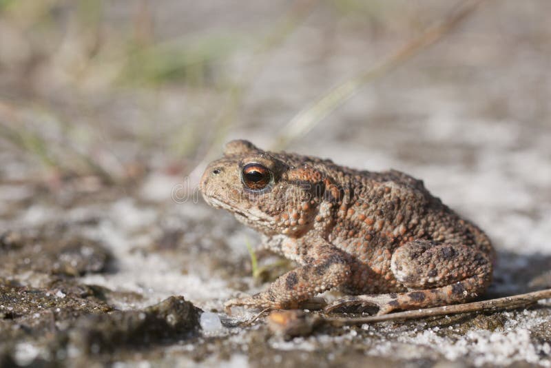 Toad in sand stock image. Image of dirty, calm, eyes - 12360545