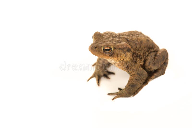 Toad from Above stock photo. Image of animal, arizona - 38845960