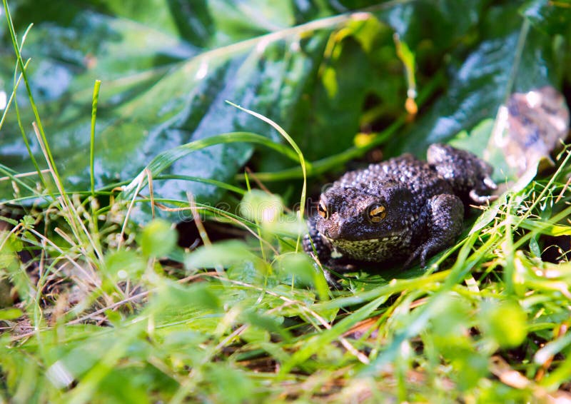 Common Toad Sitting in Grass Stock Photo - Image of looking, garden ...