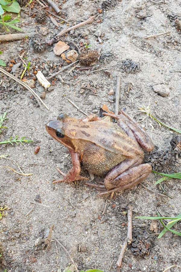 Common Toad is Sitting on the Ground Stock Image - Image of skin ...