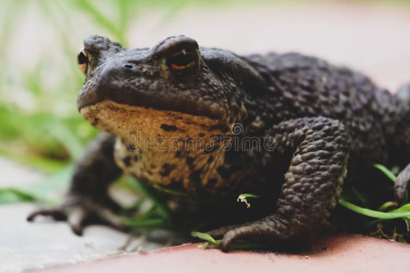 Common Toad Sitting on the Ground, European Toad in Natural Environment ...
