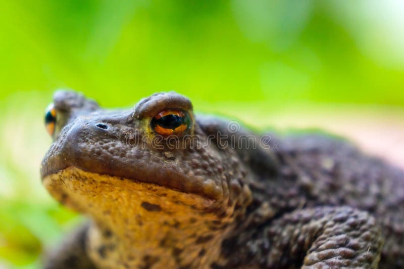 Common Toad Sitting on the Ground, European Toad in Natural Environment ...