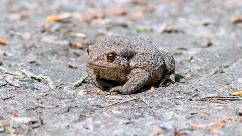 Common Toad Sitting on the Ground, Shot Close Up Stock Photo - Image of ...
