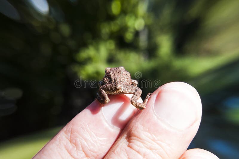 Common Toad Sitting on Human Finger Stock Image - Image of impediment ...
