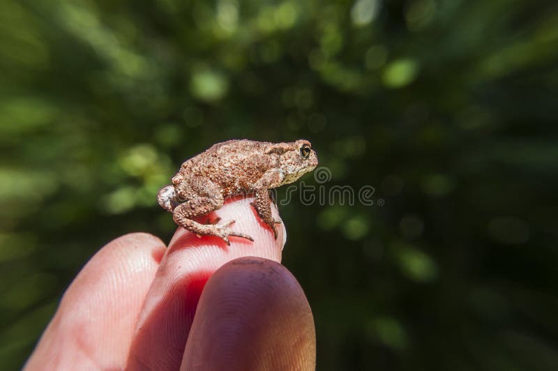 Common Toad Sitting on Human Finger Stock Image - Image of animal, path ...