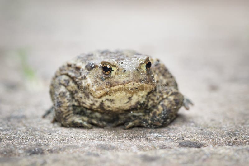 Common Toad stock photo. Image of front, amphibian, looking - 58257462