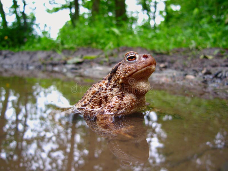 Common Toad Amphibian Puddle Water Stock Photos - Free & Royalty-Free ...