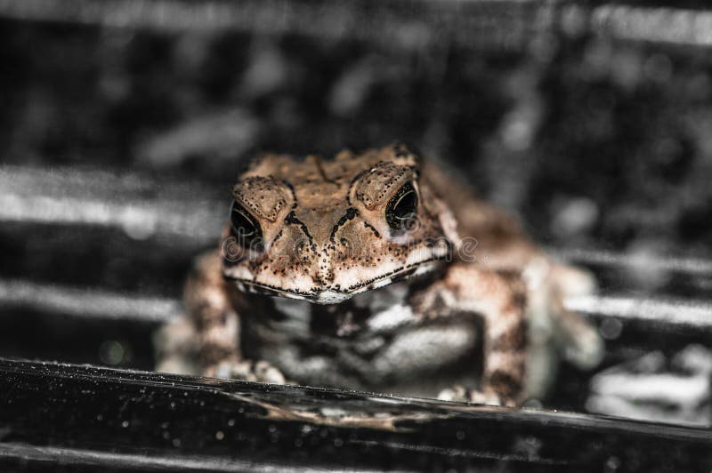 Common Toad Sitting, Portrait of Brown Common Toad Macro Shot Stock ...