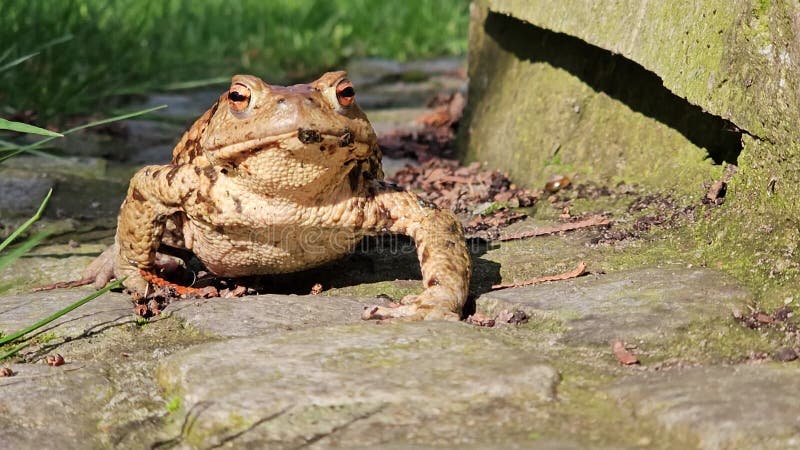 Common Toad Stands on a Narrow Stone Walkway Basking in the Bright ...