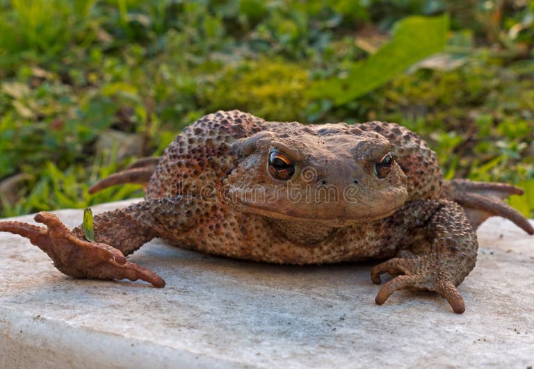 Common toad on stone stock image. Image of closeup, anura - 29088573
