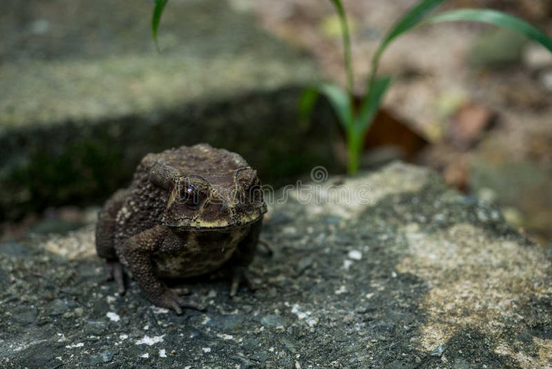 Toad in the garden stock photo. Image of toad, garden - 60677236