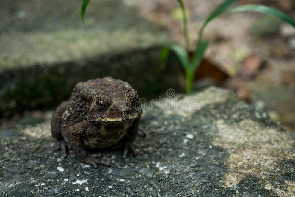 Common Toad on Stone in the Garden Stock Photo - Image of small, macro ...