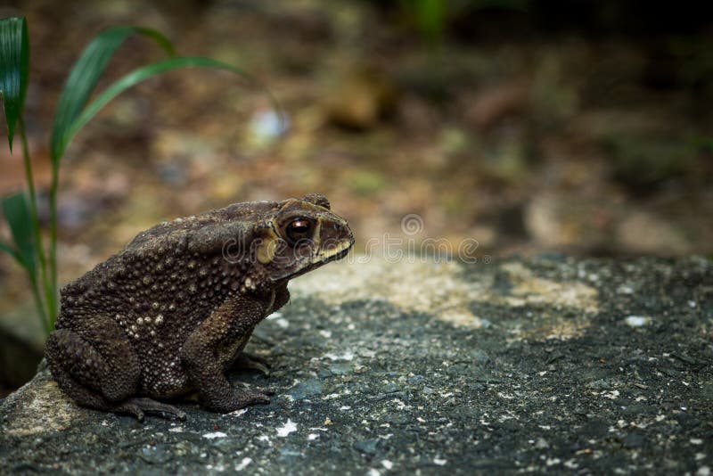 Common Toad on Stone in the Garden Stock Photo - Image of rock, macro ...