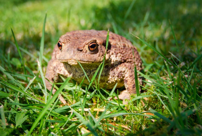 Animal, Toad Sitting On Grass Field Stock Photo - Image of single ...