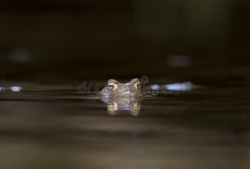 Common Toad Swimming, Breeding, Stock Image - Image of game, cairngorms ...