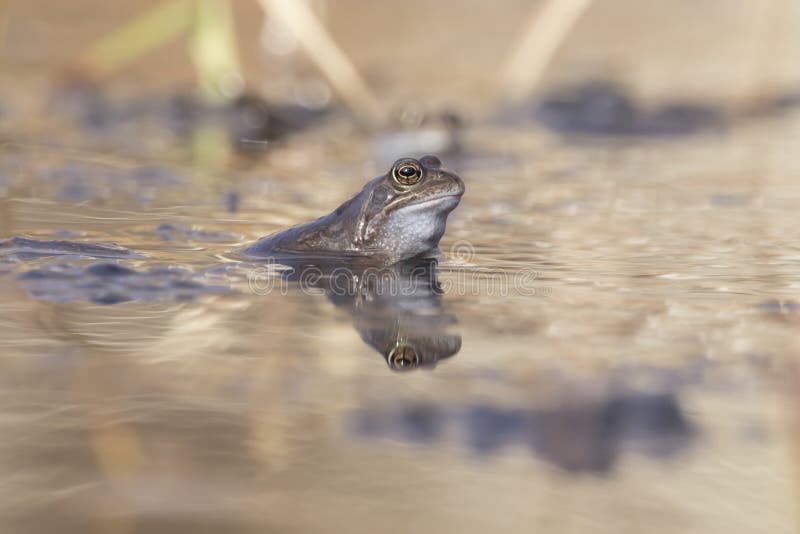 Common Toad Swimming, Breeding, Stock Photo - Image of expression, full ...