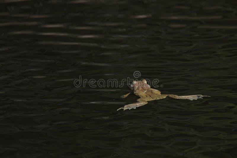 Common toad swimming. stock photo. Image of water, finland - 364135216