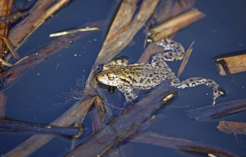 A Common Toad in the Local Pond Stock Image - Image of male, feed ...