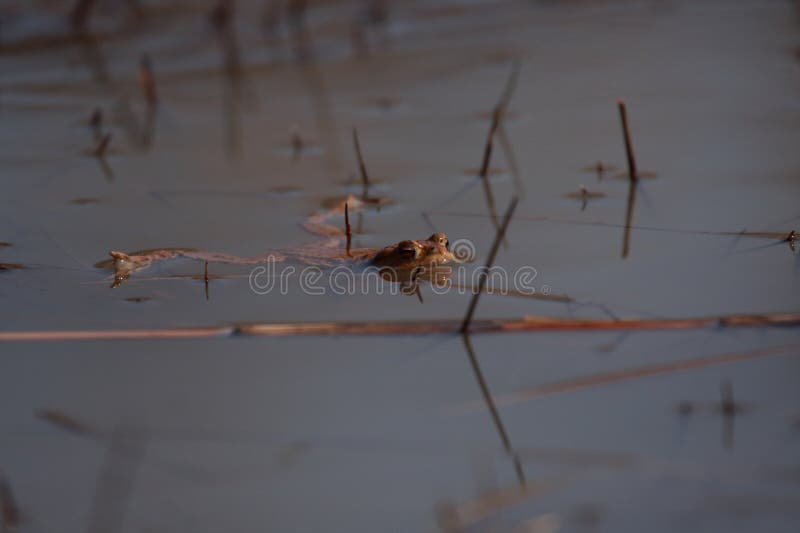 Common Toad Swimming in a Pond in Early Spring Stock Image - Image of ...