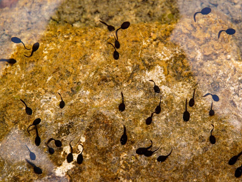 Common toad stock photo. Image of natre, tadpole, amphibia - 202288622