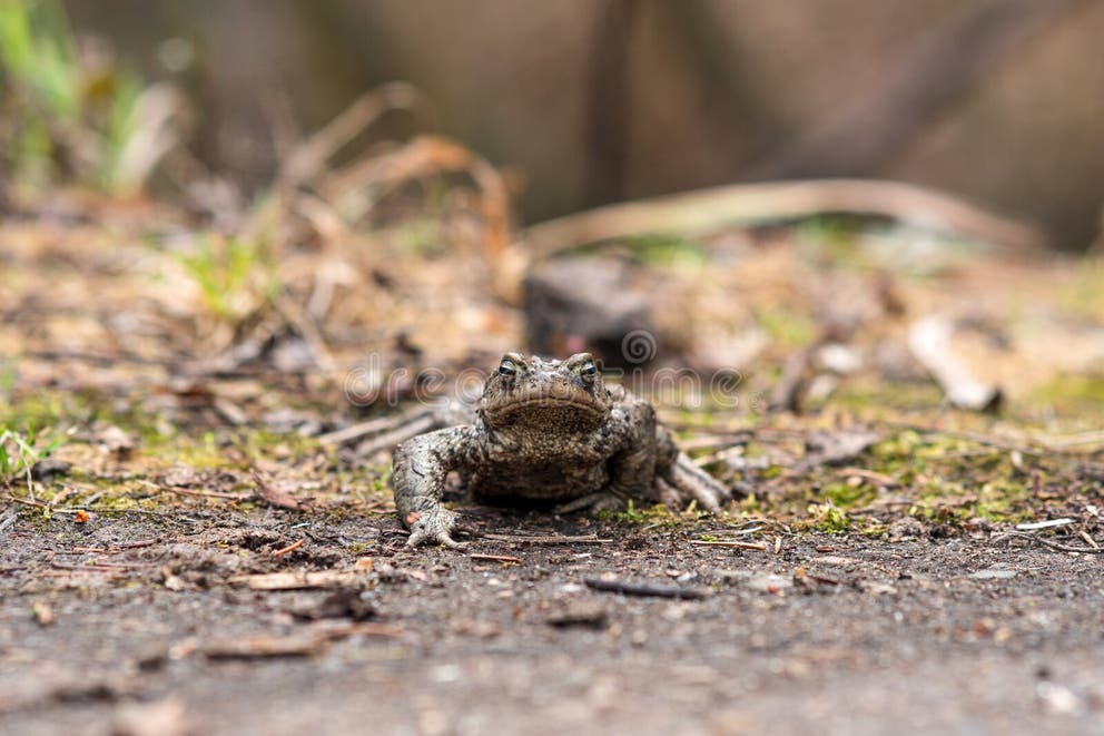 Common Toad about To Cross the Road Stock Photo - Image of danger ...