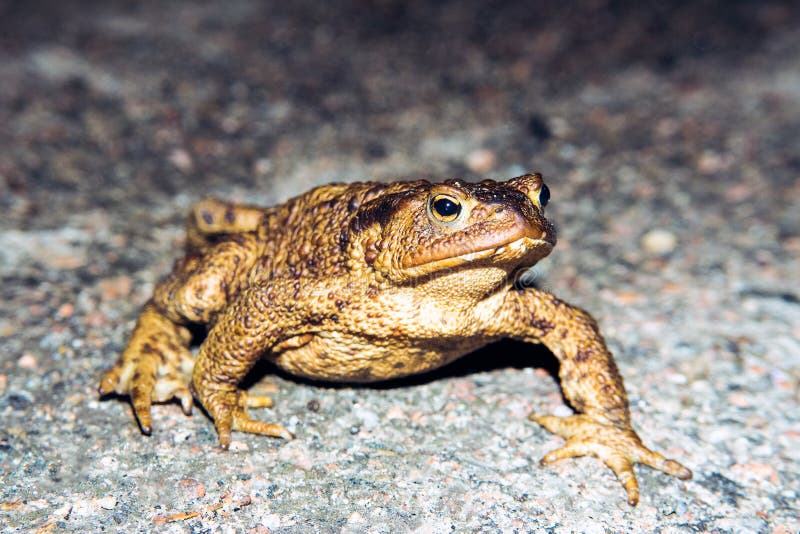 Common toad stock image. Image of grass, creature, closeup - 91874423
