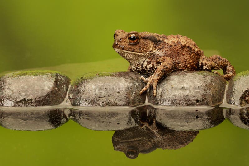 Common toad stock image. Image of water, species, space - 58221337