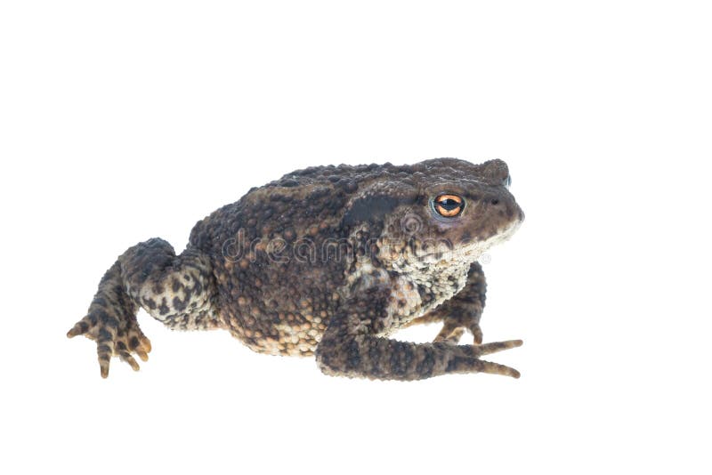 Big fat toad stock image. Image of animal, white, shot - 25798905