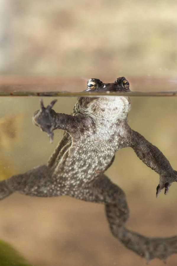 Common toad in water stock image. Image of water, gewone - 92530021