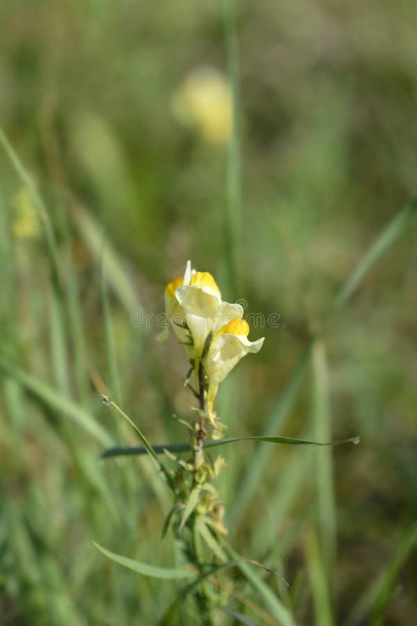 Common toadflax stock image. Image of plant, vulgaris - 236660543