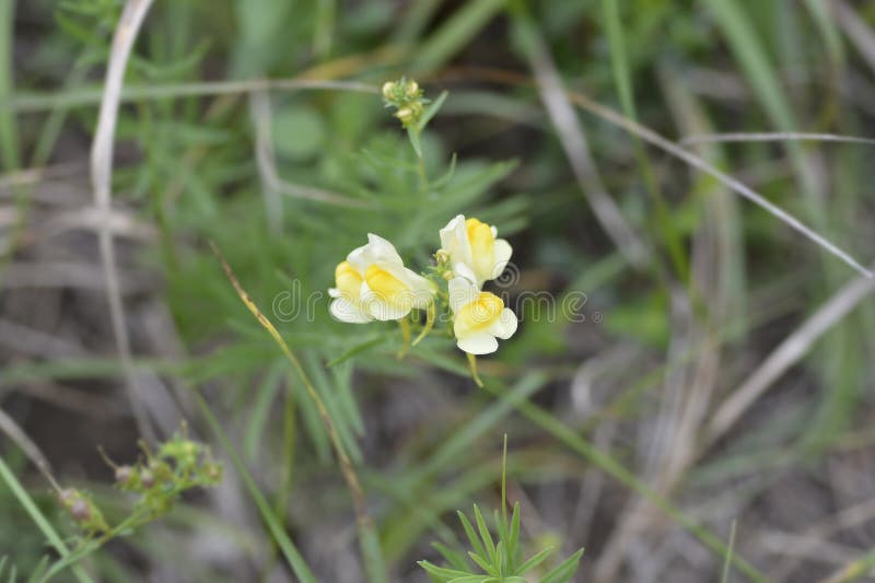 Common toadflax stock image. Image of toadflax, latin - 355975659