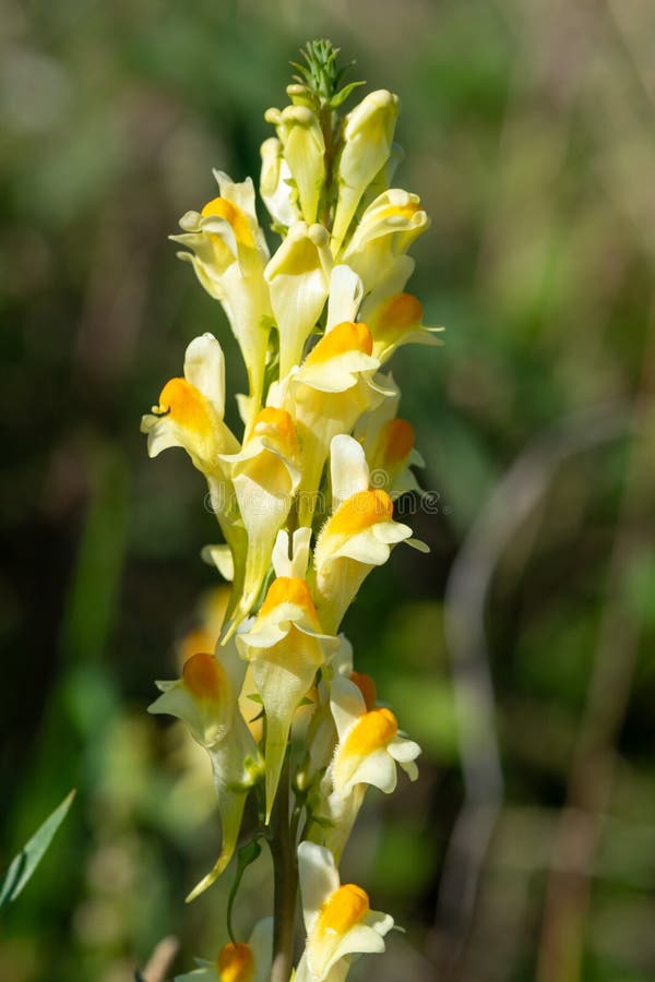 Common Toadflax (linaria Vulgaris Stock Image - Image of colour, color ...