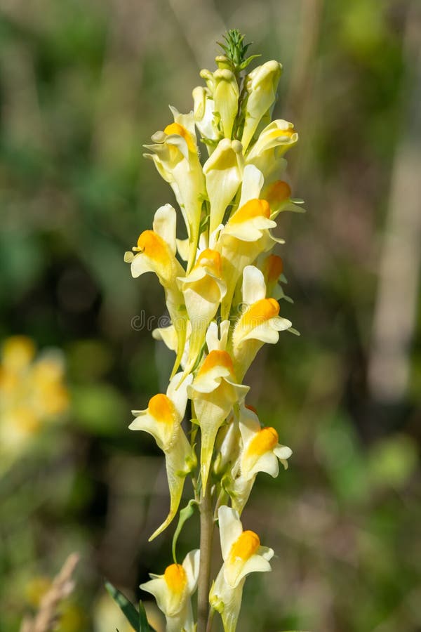 Common Toadflax (linaria Vulgaris Stock Image - Image of linaria ...