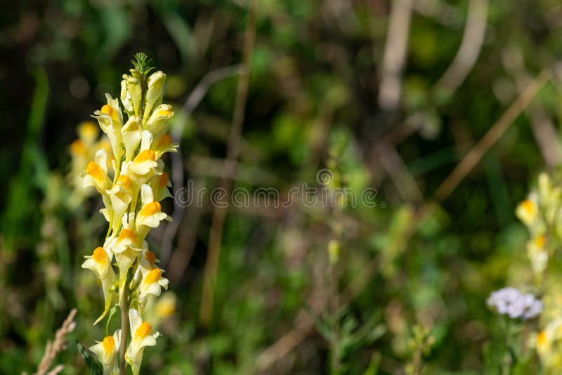 Common Toadflax (linaria Vulgaris Stock Image - Image of fresh ...
