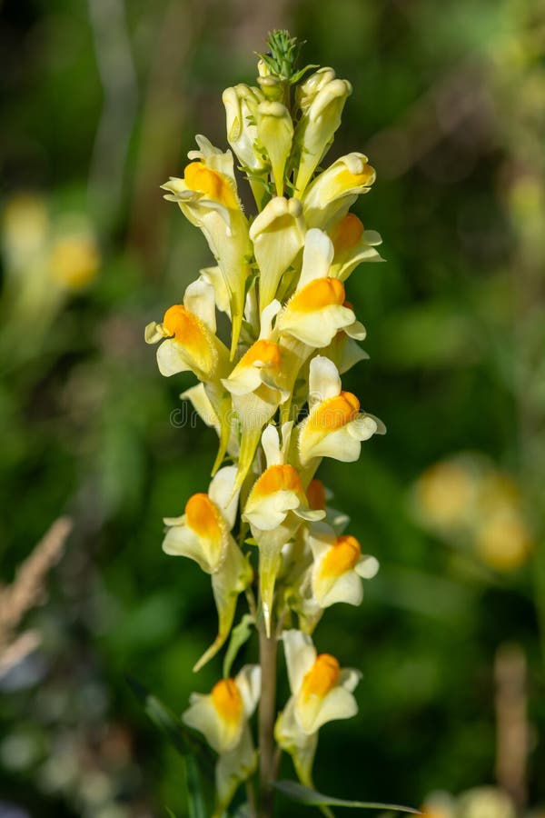 Common Toadflax (linaria Vulgaris Stock Photo - Image of beauty, flora ...