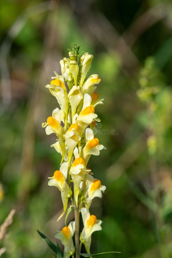 Common Toadflax (linaria Vulgaris Stock Photo - Image of floral, plant ...