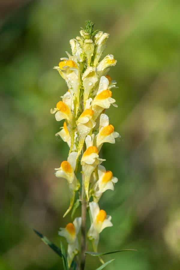 Common Toadflax (linaria Vulgaris Stock Image - Image of color, outdoor ...