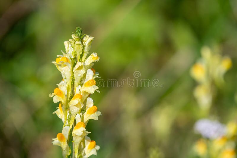 Common Toadflax (linaria Vulgaris Stock Photo - Image of closeup ...