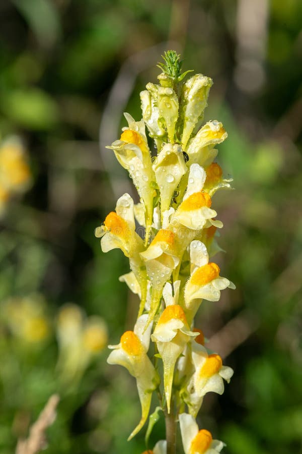 Common Toadflax (linaria Vulgaris Stock Image - Image of natural ...