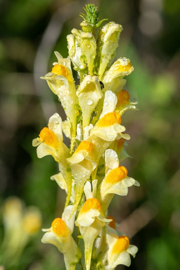 Common Toadflax (linaria Vulgaris Stock Image - Image of beauty ...