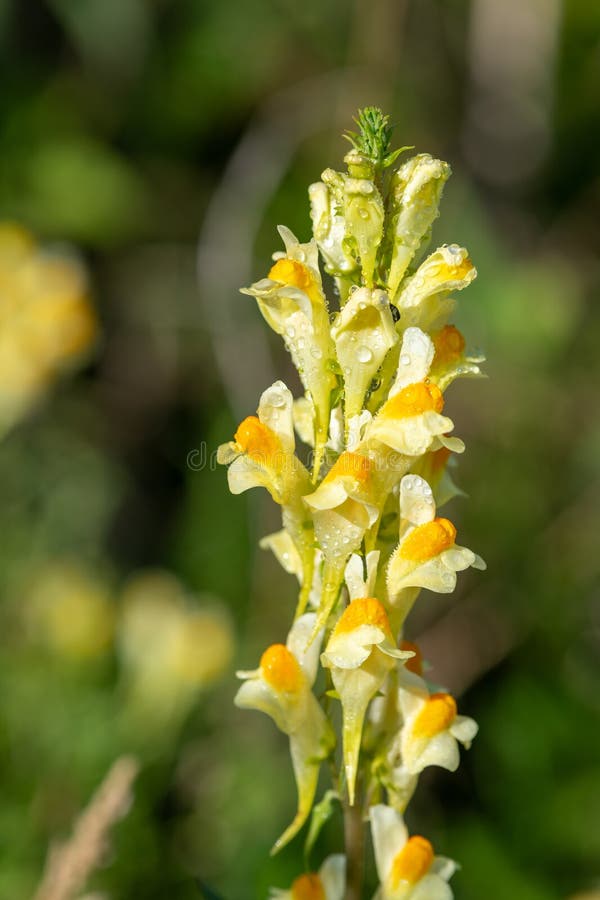 Common Toadflax (linaria Vulgaris Stock Photo - Image of plant ...