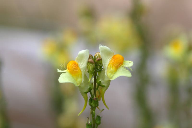 Common Toadflax (Linaria Vulgaris) Stock Photo - Image of small ...