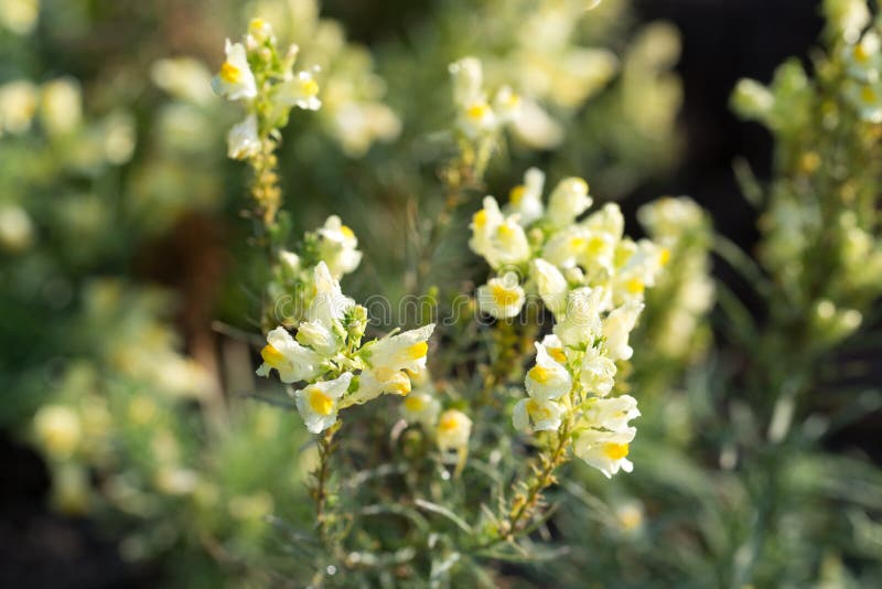 Common Toadflax.Linaria Vulgaris Flowers Closeup Selective Focus Stock ...