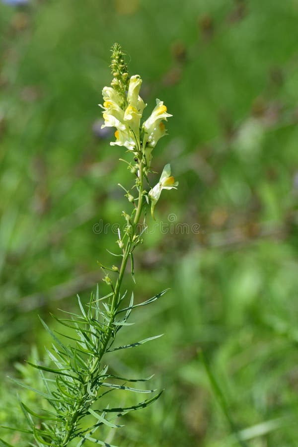 Common Toadflax (Linaria Vulgaris) Stock Photo - Image of yellow ...