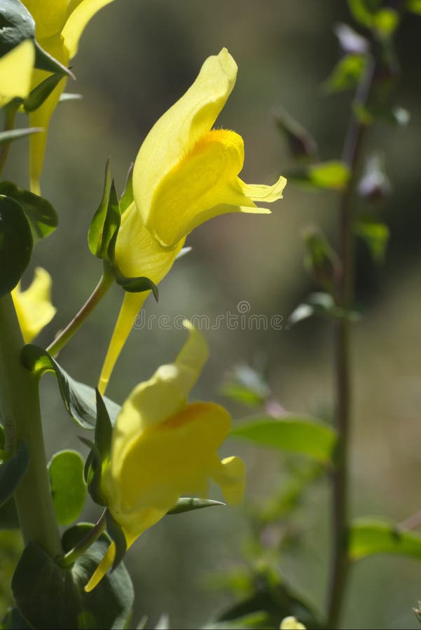 Common Toadflax stock image. Image of monument, national - 93443111